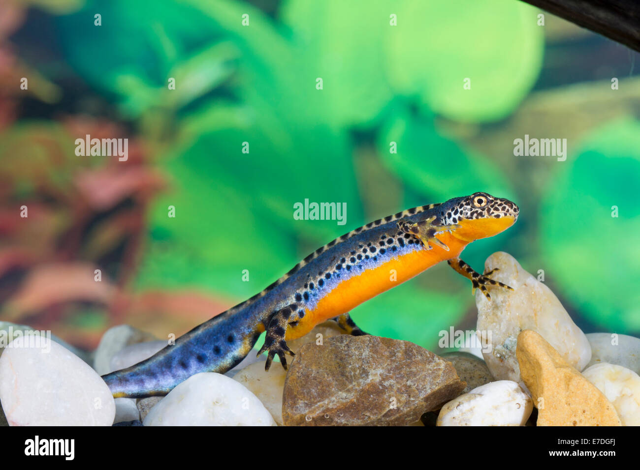 Bergmolch moutanin newt alpine newt Ichthyosaura alpestris Triturus ...