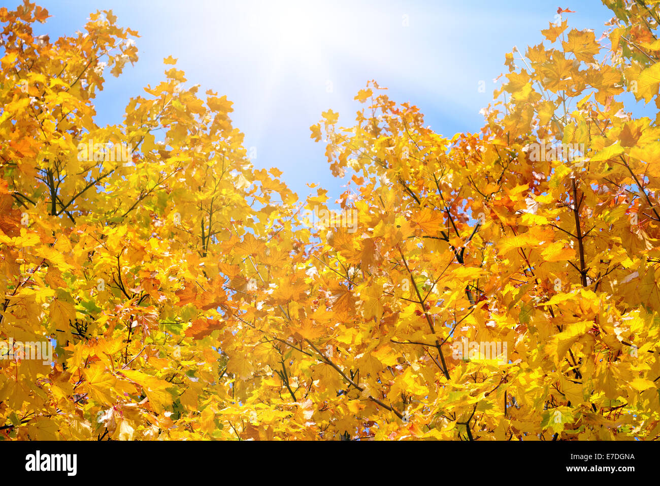 Sunny autumn maple leaves hi-res stock photography and images - Alamy
