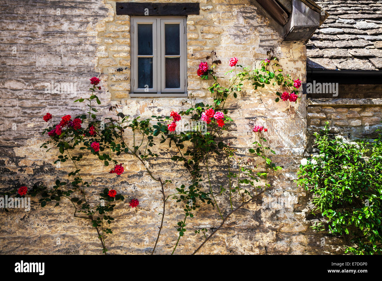 Climbing rose wall hi-res stock photography and images - Alamy