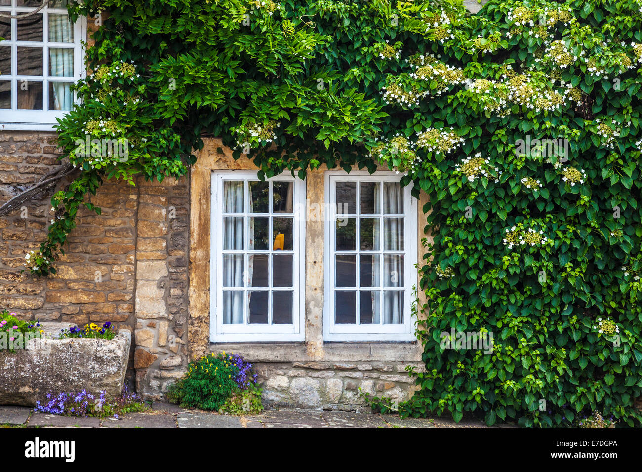 Hydrangea by the window hi-res stock photography and images - Alamy