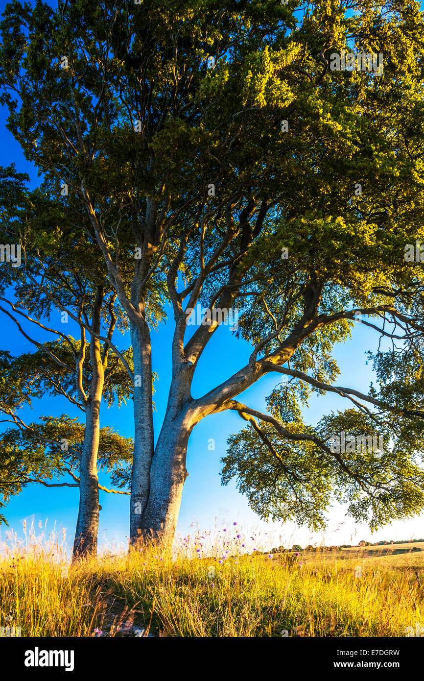 Early morning sunshine on Oliver's Castle, an iron age hillfort on ...