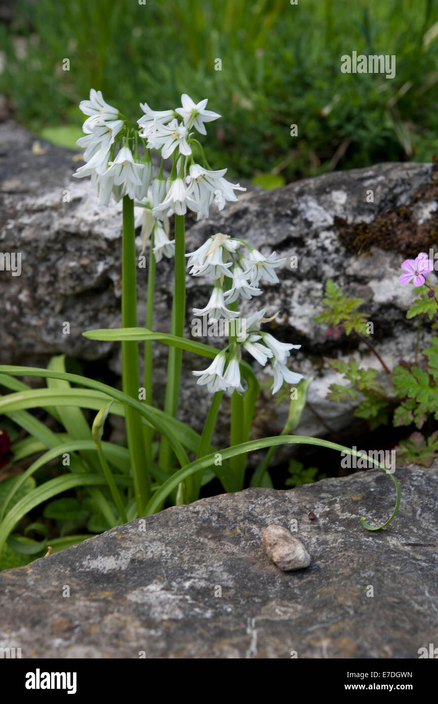 Allium triquetrum, Three-cornered Leek, growing in a hedgerow, Surrey ...