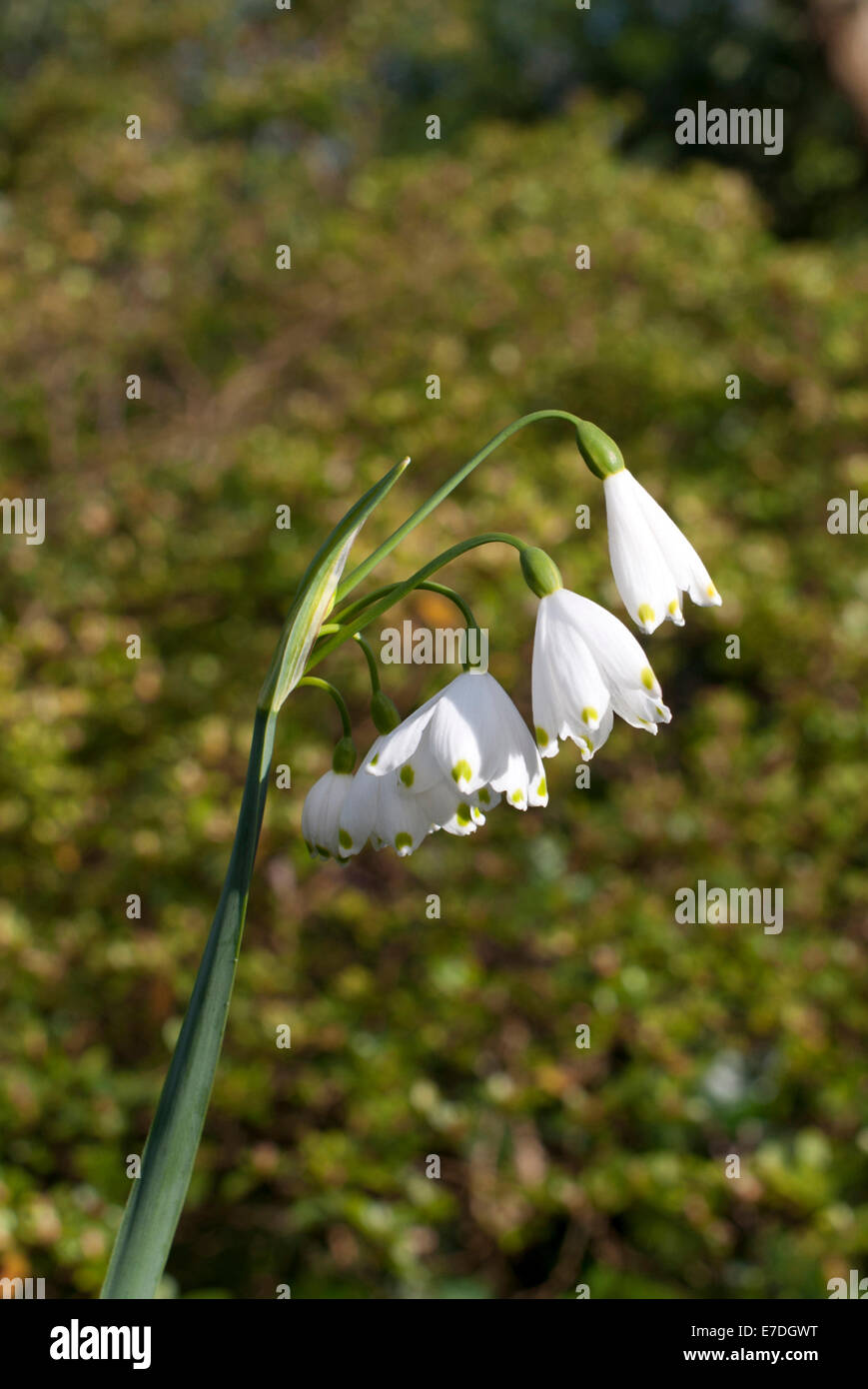 River loddon lily hi-res stock photography and images - Alamy