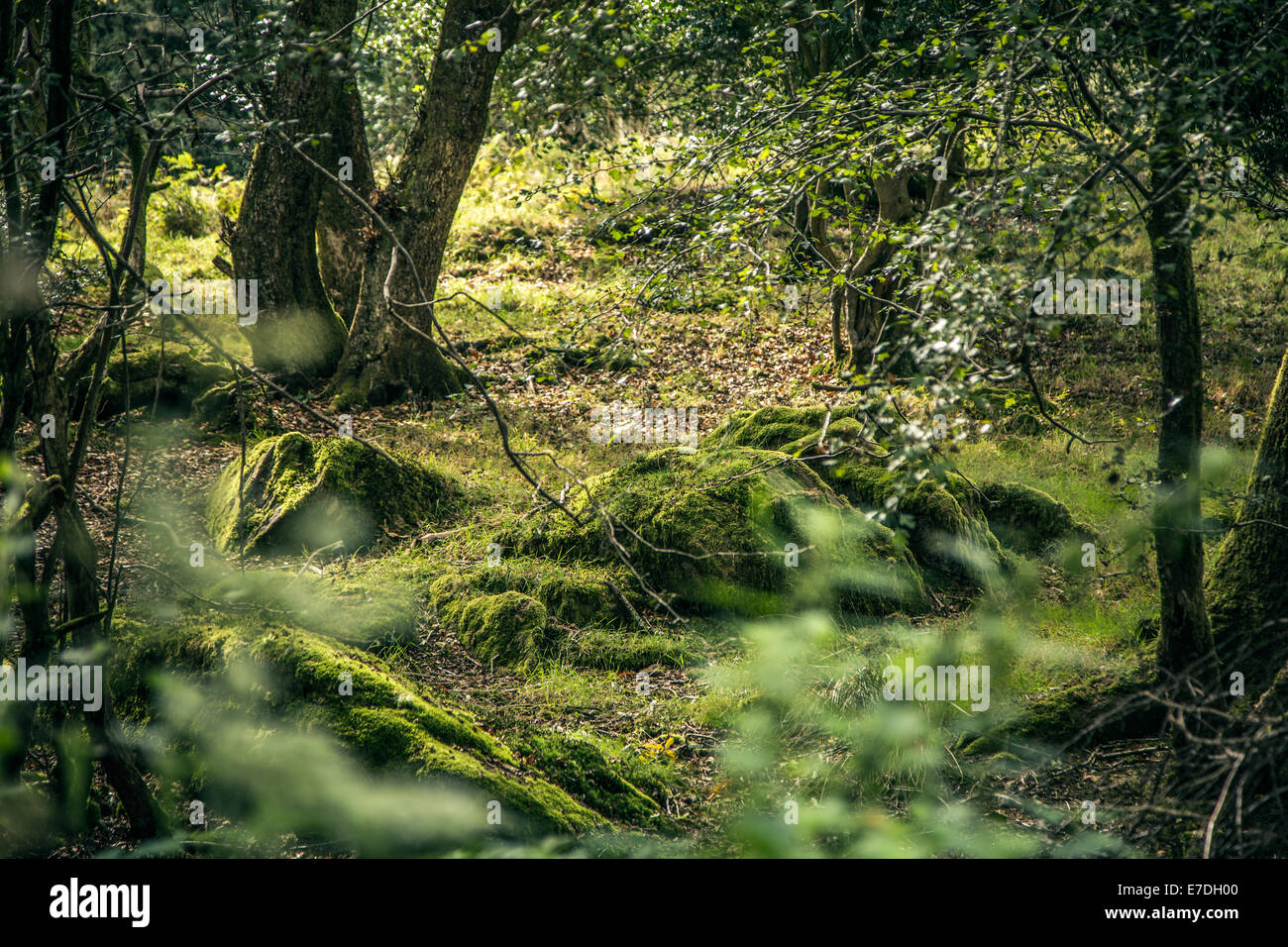 open field on a Sunny Summers day in Hengoed Park in Caerphilly South ...
