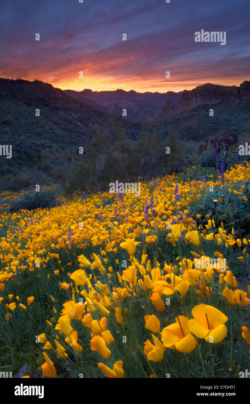 A field of Mexican Poppies begin to fold as a brilliant sunset signals ...