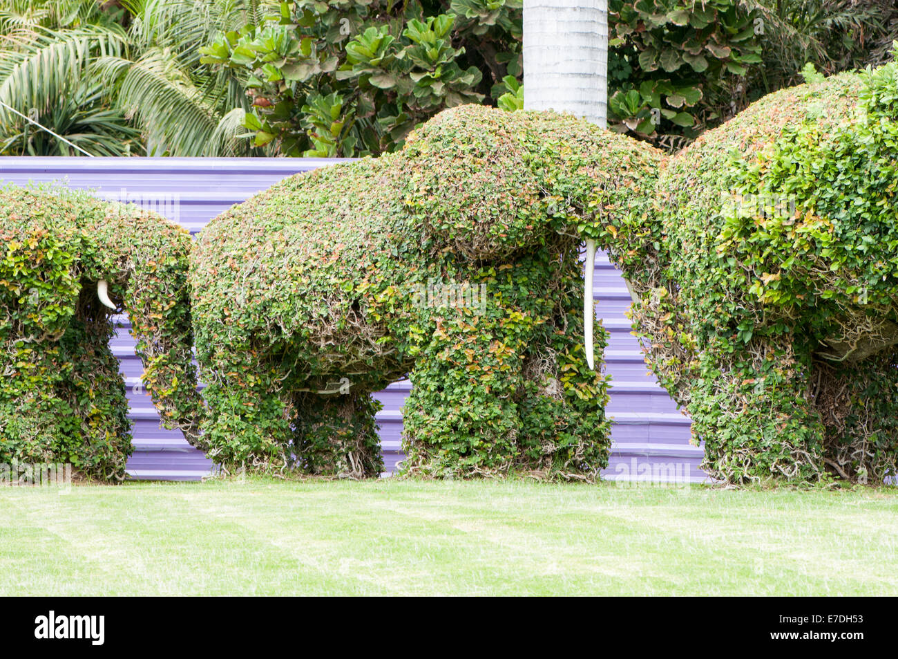 Elephants made with the plants in the garden Stock Photo - Alamy