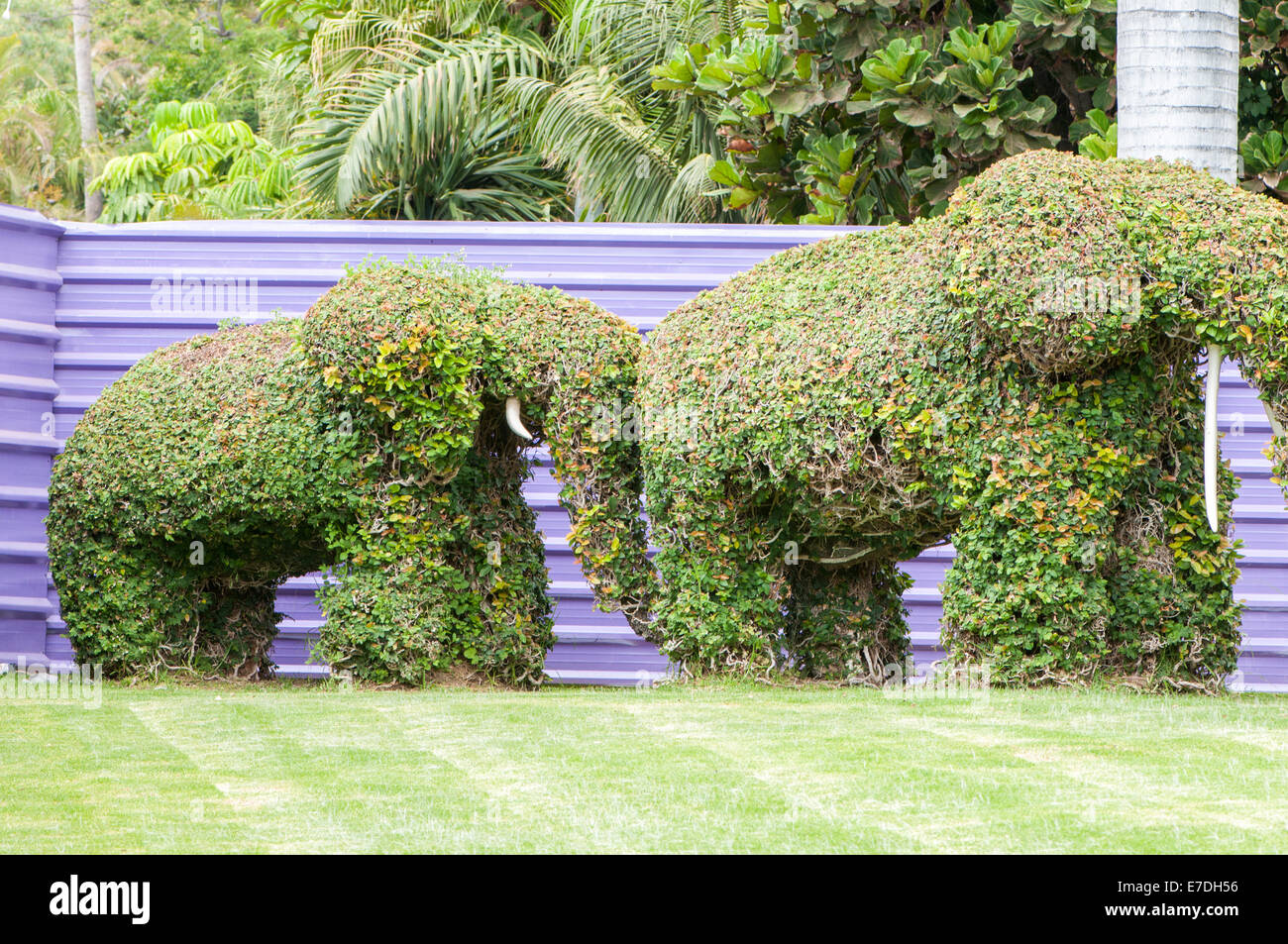 Green grass and elephants hi-res stock photography and images - Alamy