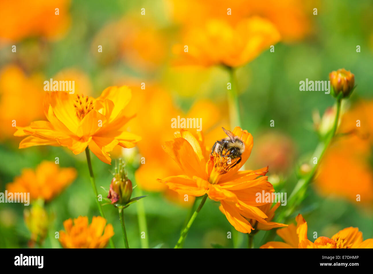 Orange bee hi-res stock photography and images - Alamy