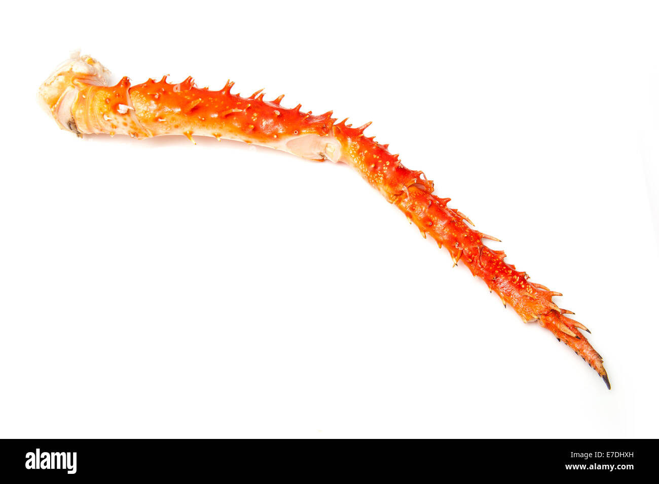 Cooked Peruvian Southern King crab leg (Lithodes Santolla ) isolated on ...