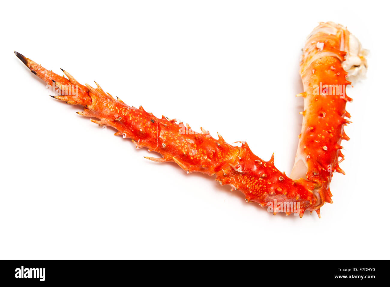 Cooked Peruvian Southern King crab leg (Lithodes Santolla ) isolated on ...