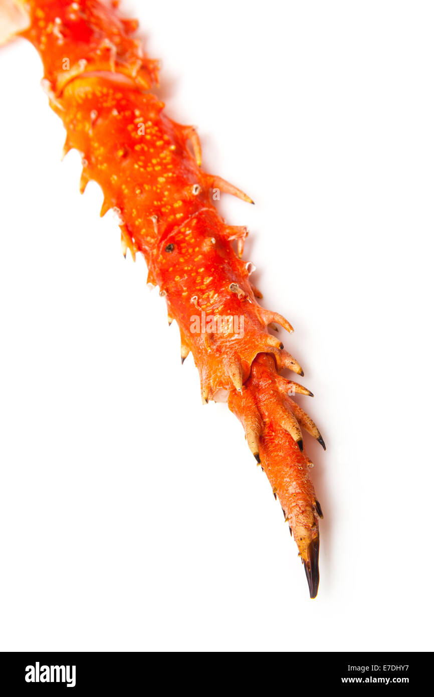 Cooked Peruvian Southern King crab leg (Lithodes Santolla ) isolated on ...