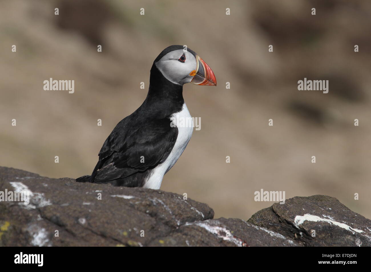 Puffin Side View Close up Stock Photo - Alamy