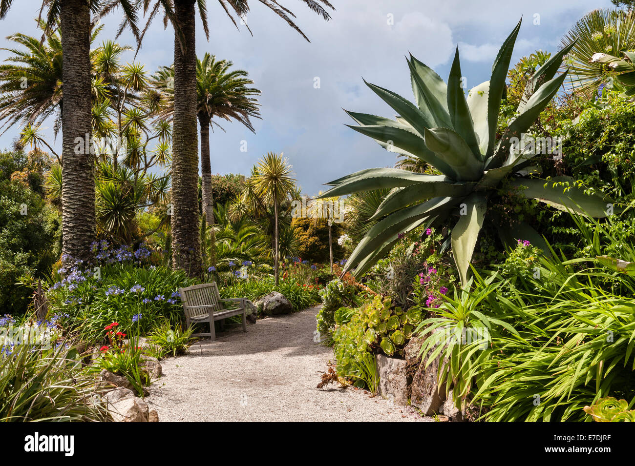 Tresco Abbey Garden, Isles of Scilly, UK. The Middle Terrace is the ...