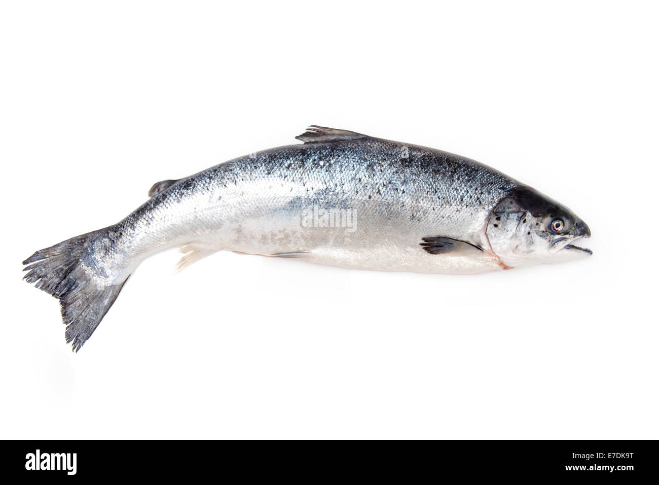 Scottish Atlantic Salmon (Salmo solar) whole fish, isolated on a white ...