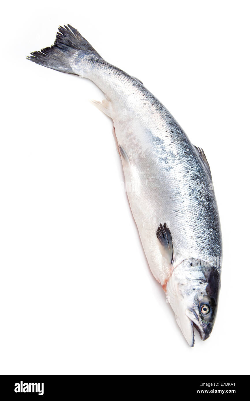 Scottish Atlantic Salmon (Salmo solar) whole fish, isolated on a white ...