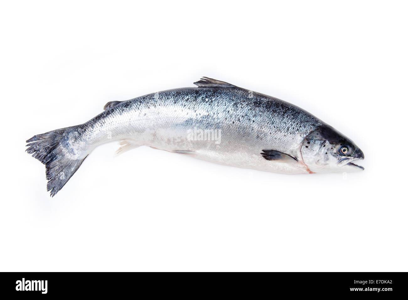 Scottish Atlantic Salmon (Salmo solar) whole fish, isolated on a white ...