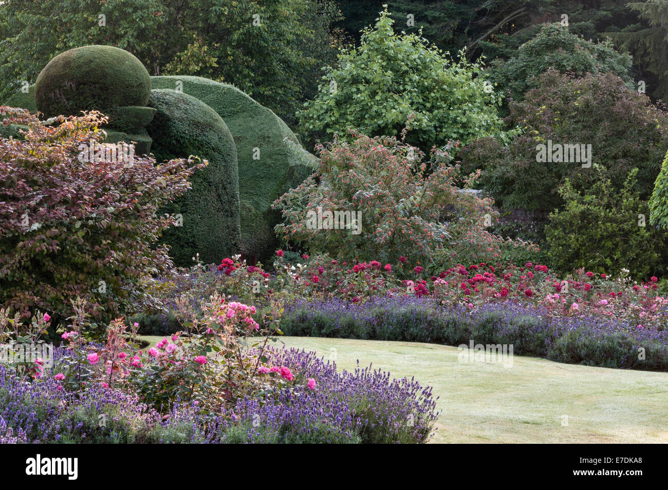 Garden scotland roses hi-res stock photography and images - Alamy