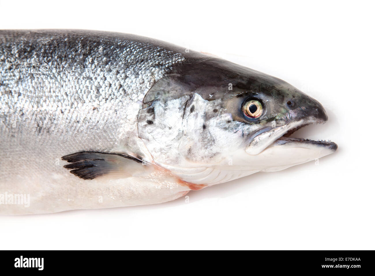 Scottish Atlantic Salmon (Salmo solar) whole fish, isolated on a white ...