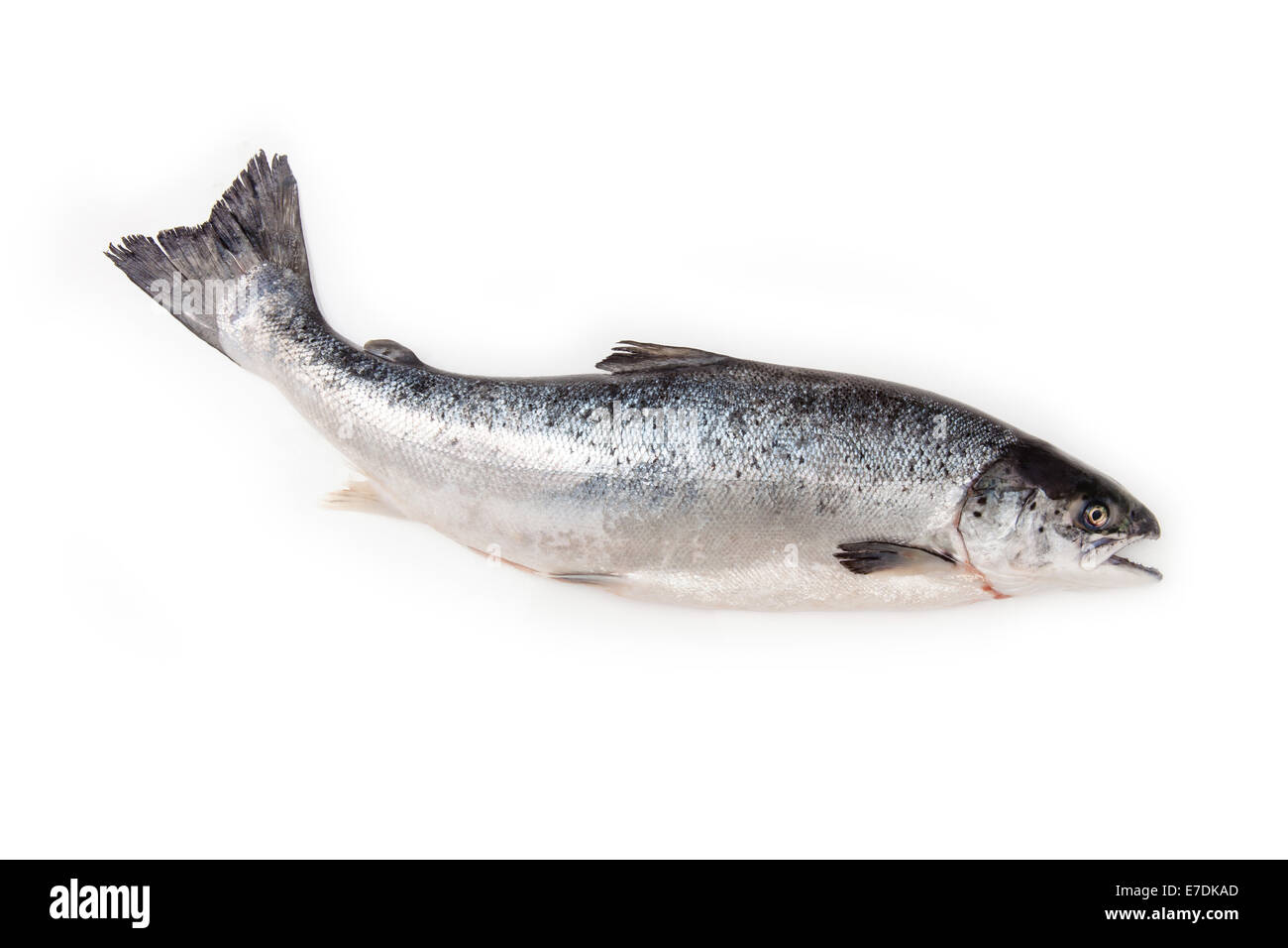 Scottish Atlantic Salmon (Salmo solar) whole fish, isolated on a white ...