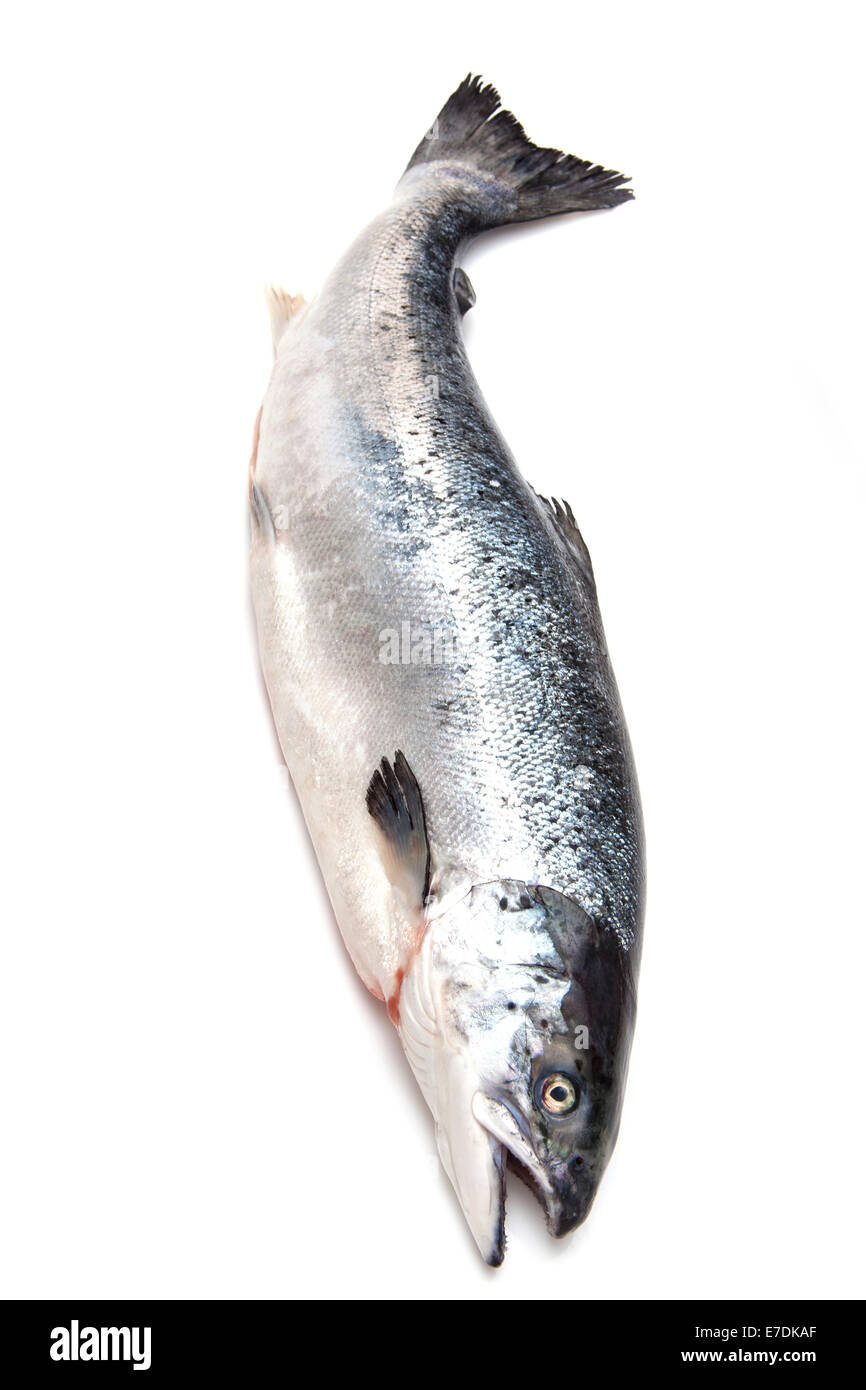 Scottish Atlantic Salmon (Salmo solar) whole fish, isolated on a white ...