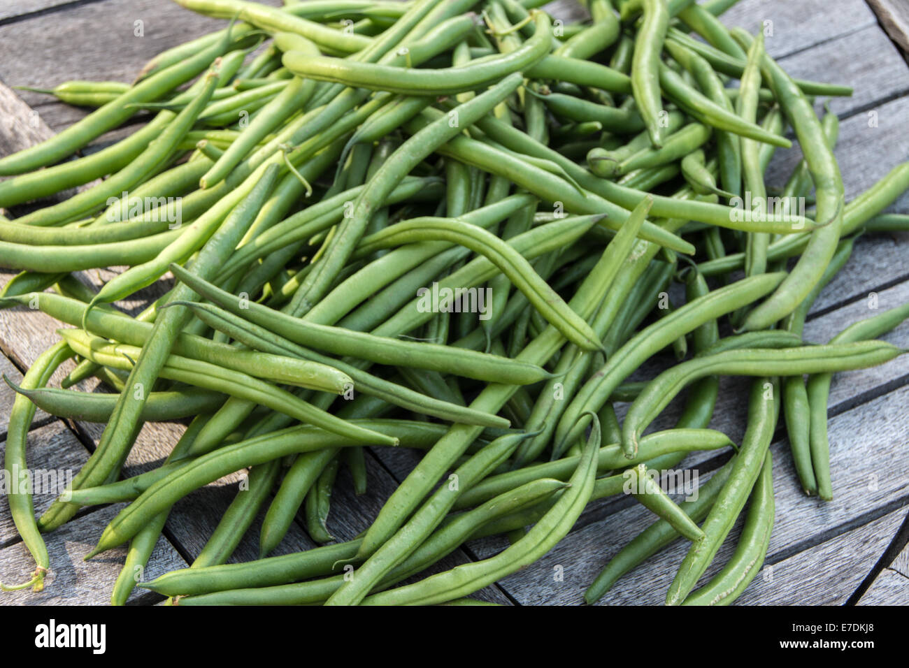 a heap of freshly harvested green beans on a garden table (Land Stock ...