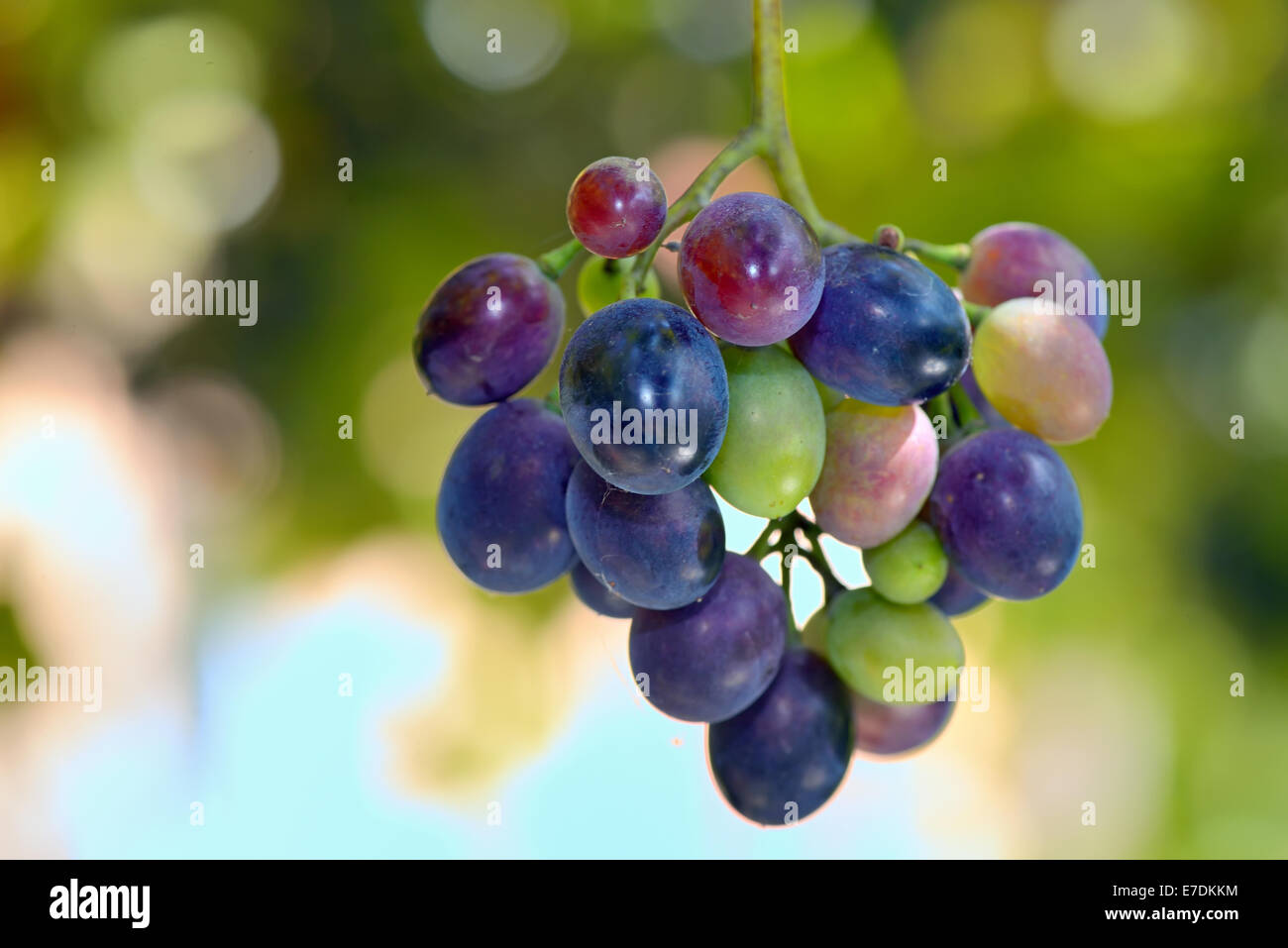young unripe grapes in garden Stock Photo - Alamy