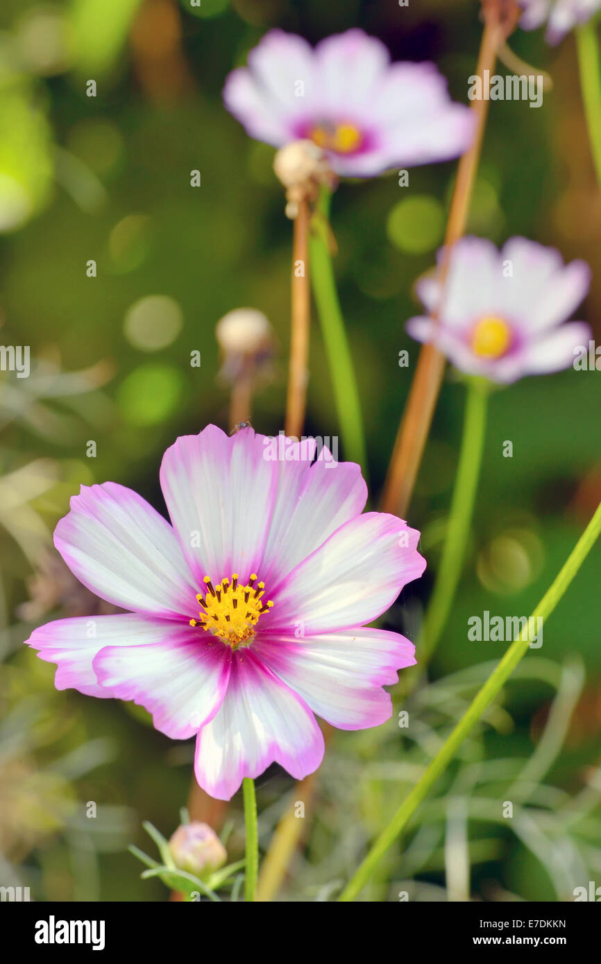 Beautiful cosmos flower sunrise hi-res stock photography and images - Alamy