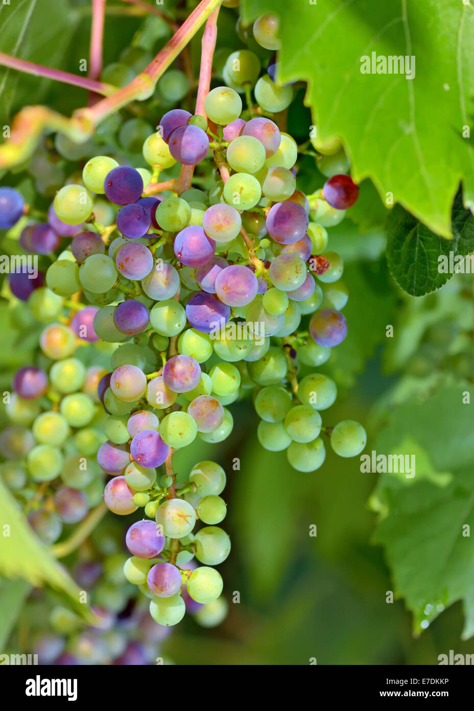 Young grapevines hi-res stock photography and images - Alamy