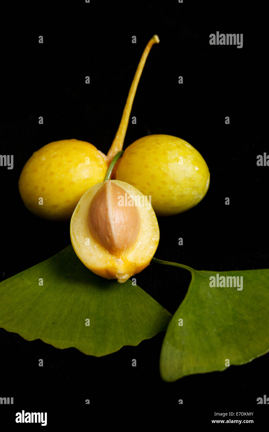 Close-up of Ginkgo Biloba Fruit Stock Photo - Alamy