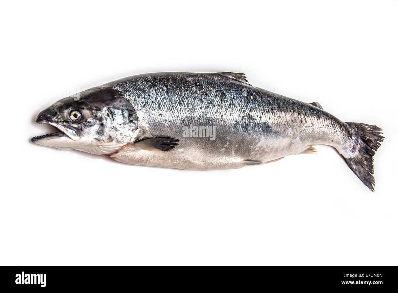 Scottish Atlantic Salmon (Salmo solar) whole fish, isolated on a white ...