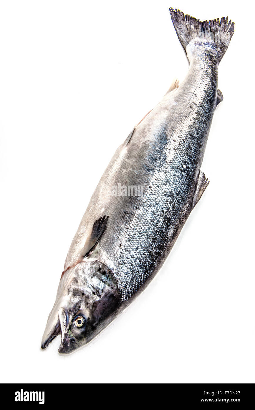 Scottish Atlantic Salmon (Salmo solar) whole fish, isolated on a white ...