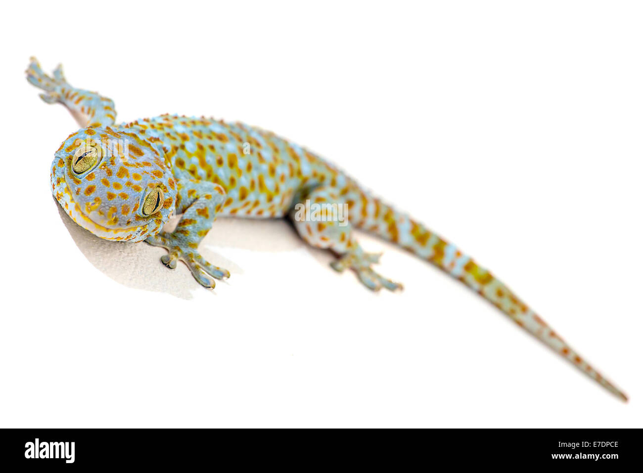 Tokay Gecko Thailand on white background Stock Photo - Alamy