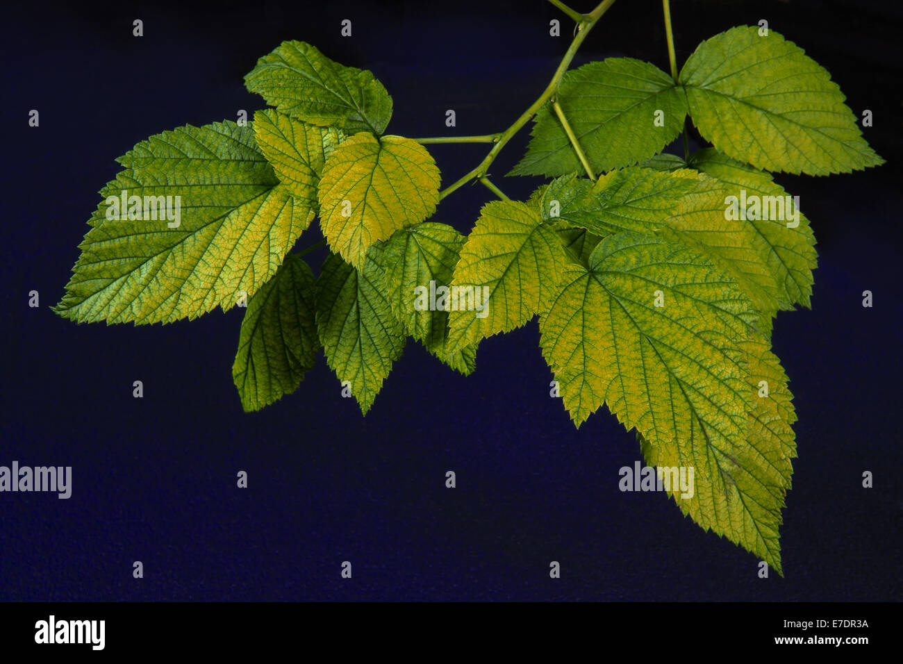 Blackberry leaves (close up) hi-res stock photography and images - Alamy