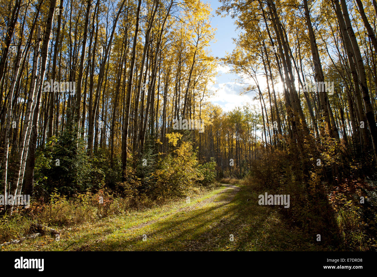 Forest at sunrise, Alberta, Canada Stock Photo - Alamy