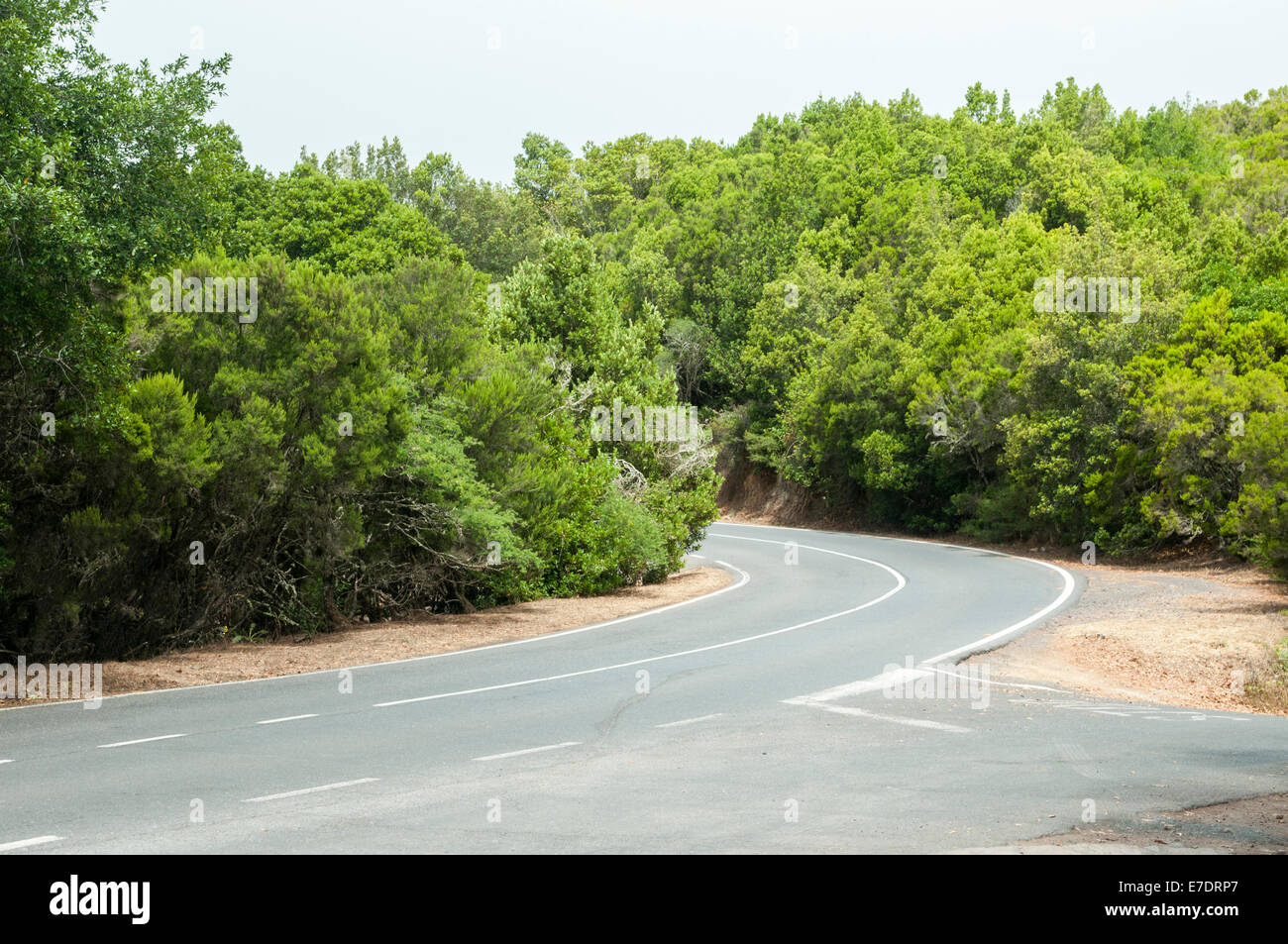 Beautiful green forest thick hi-res stock photography and images - Alamy