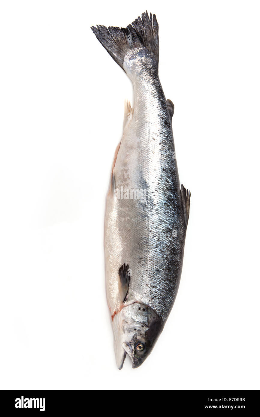 Scottish Atlantic Salmon (Salmo solar) whole fish, isolated on a white ...