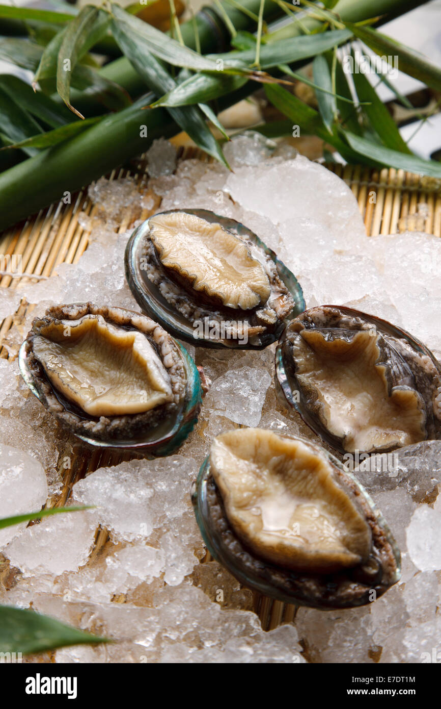 Abalone family hi-res stock photography and images - Alamy
