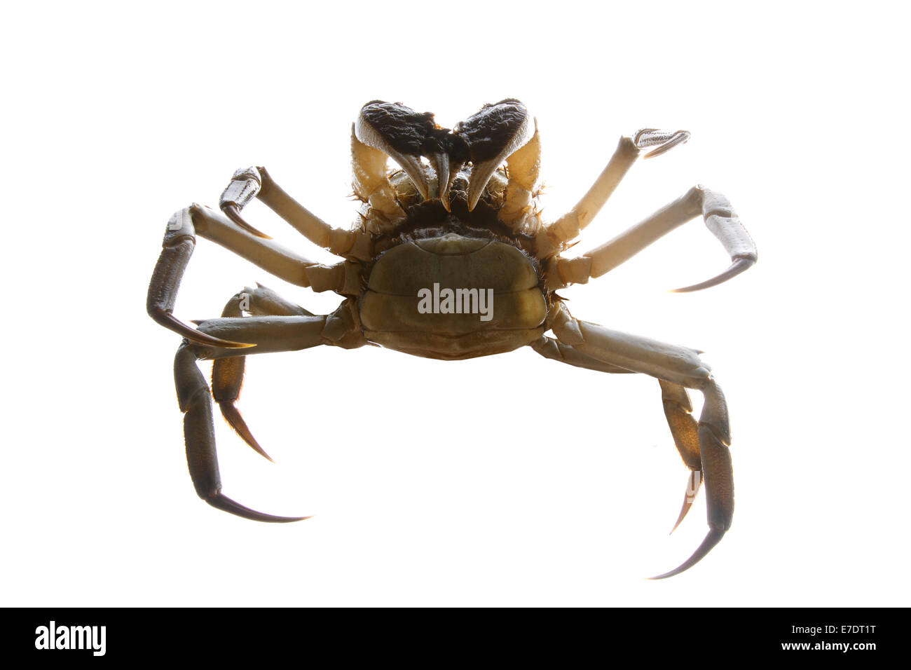 Close-up of crabs Stock Photo - Alamy