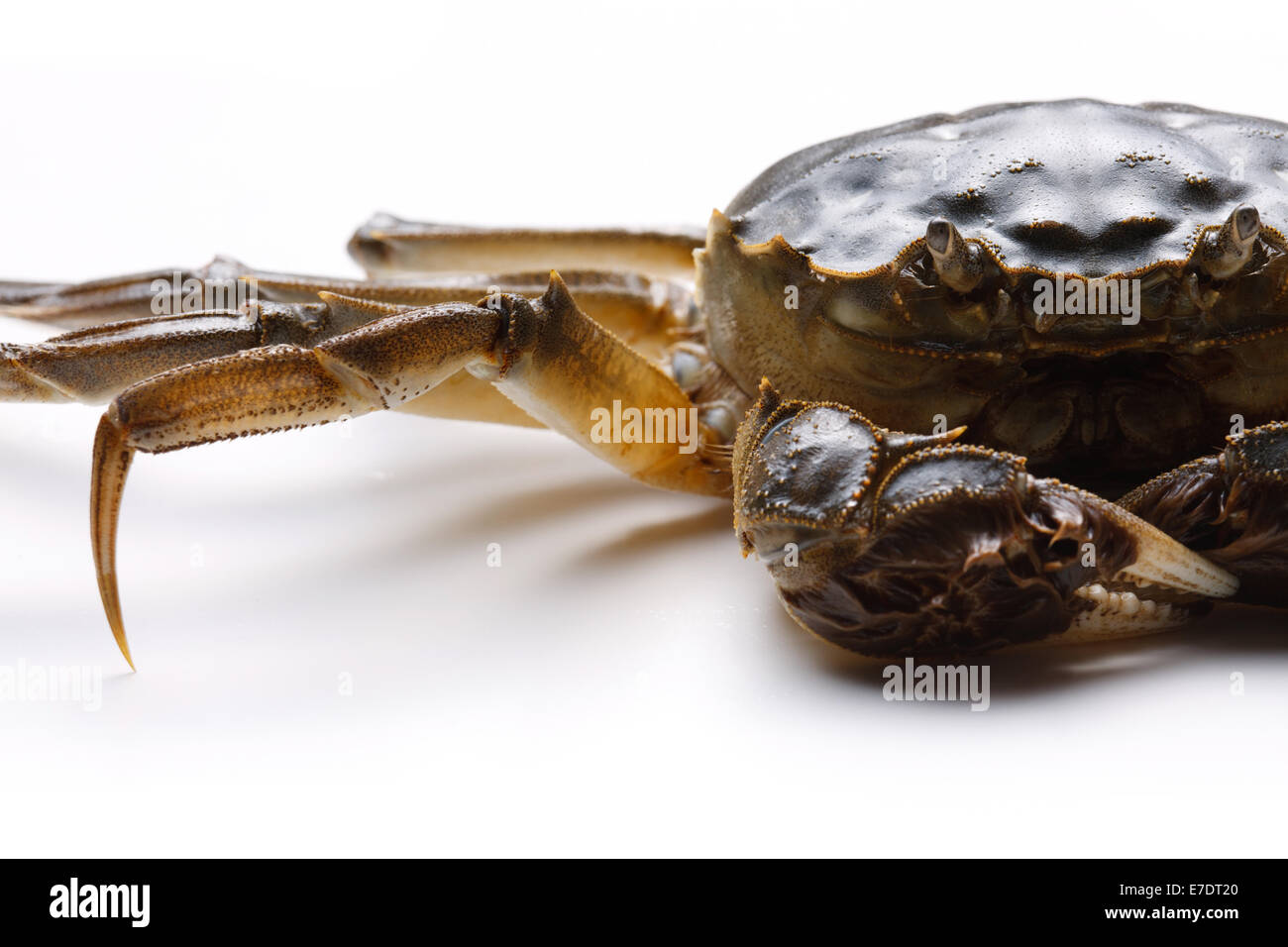 Close-up of crabs Stock Photo - Alamy