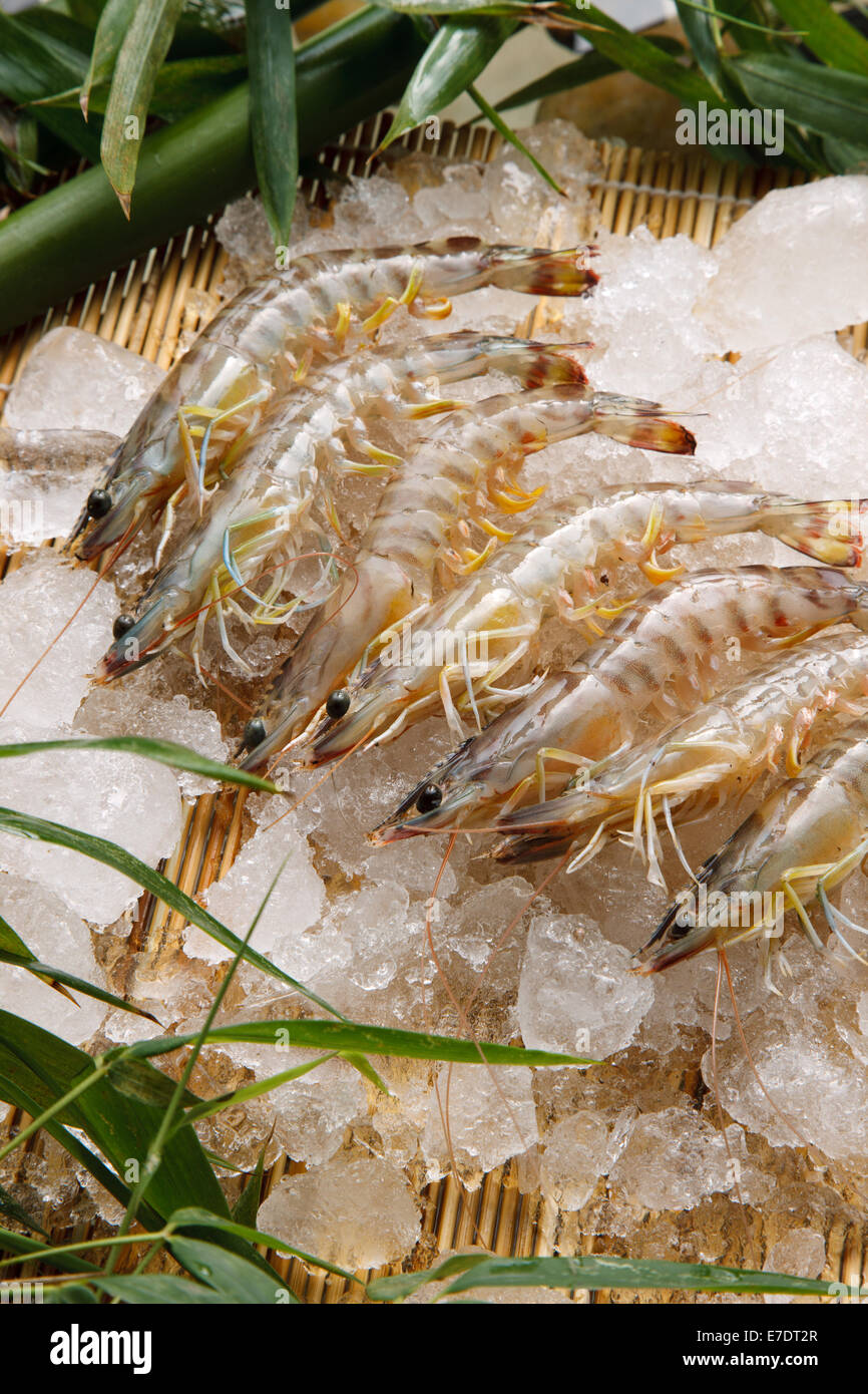 Close-up of shrimp Stock Photo - Alamy