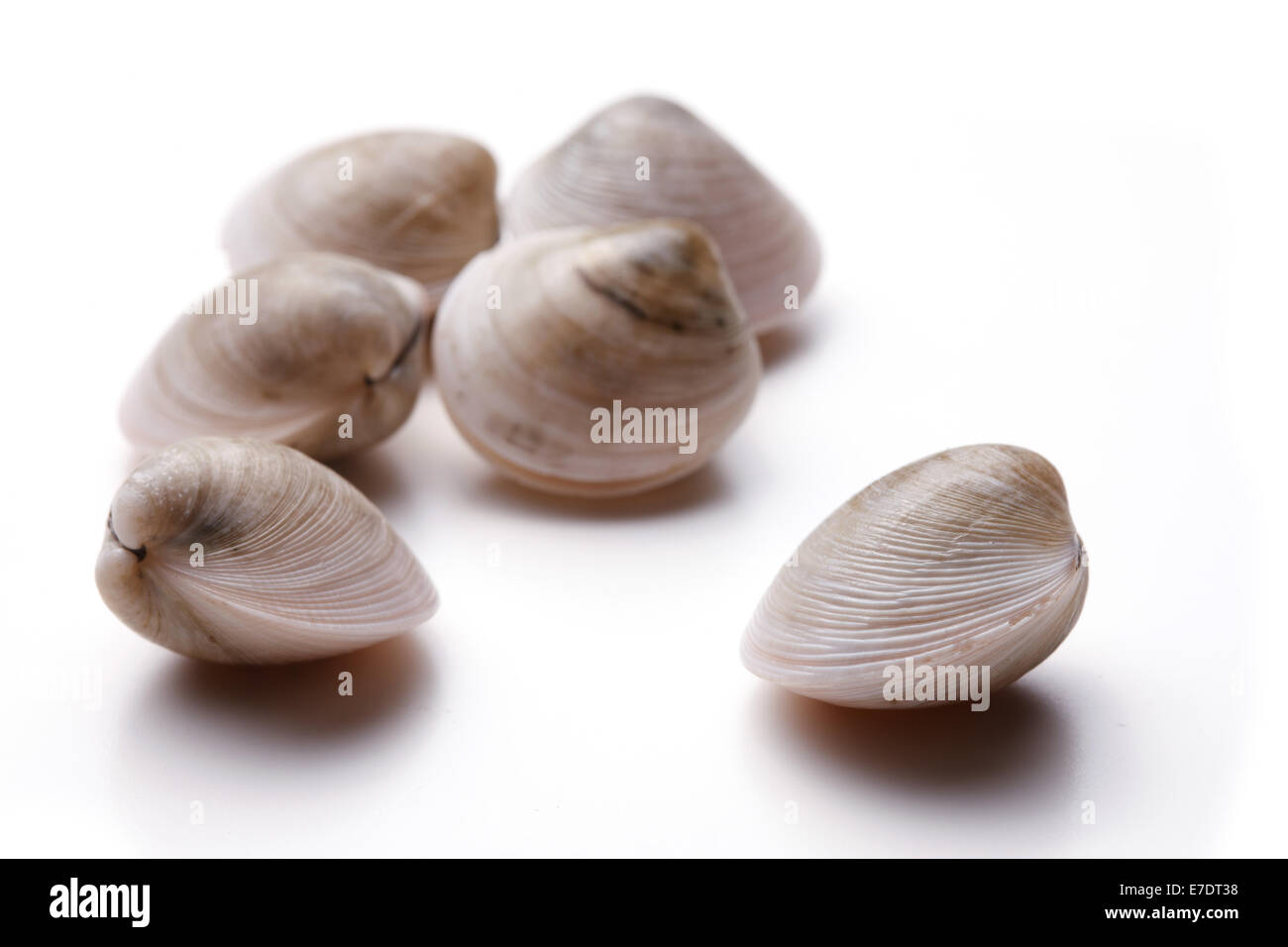 Close-up of clam Stock Photo - Alamy