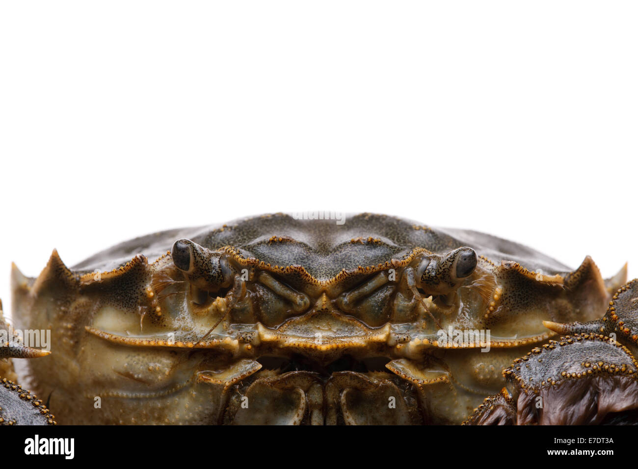 Close-up of crabs Stock Photo - Alamy
