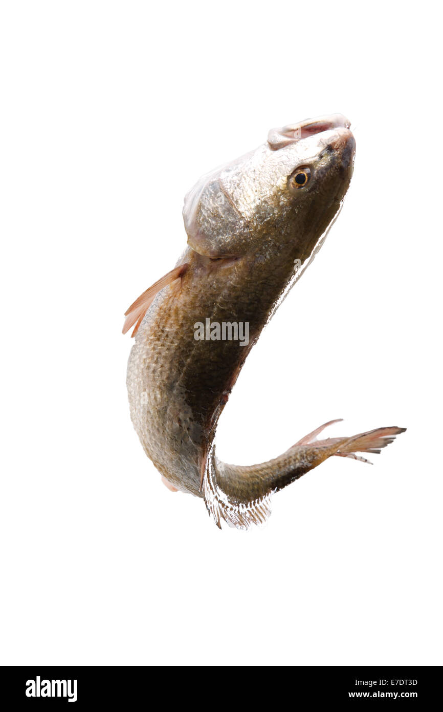 Close-up of fish Stock Photo - Alamy