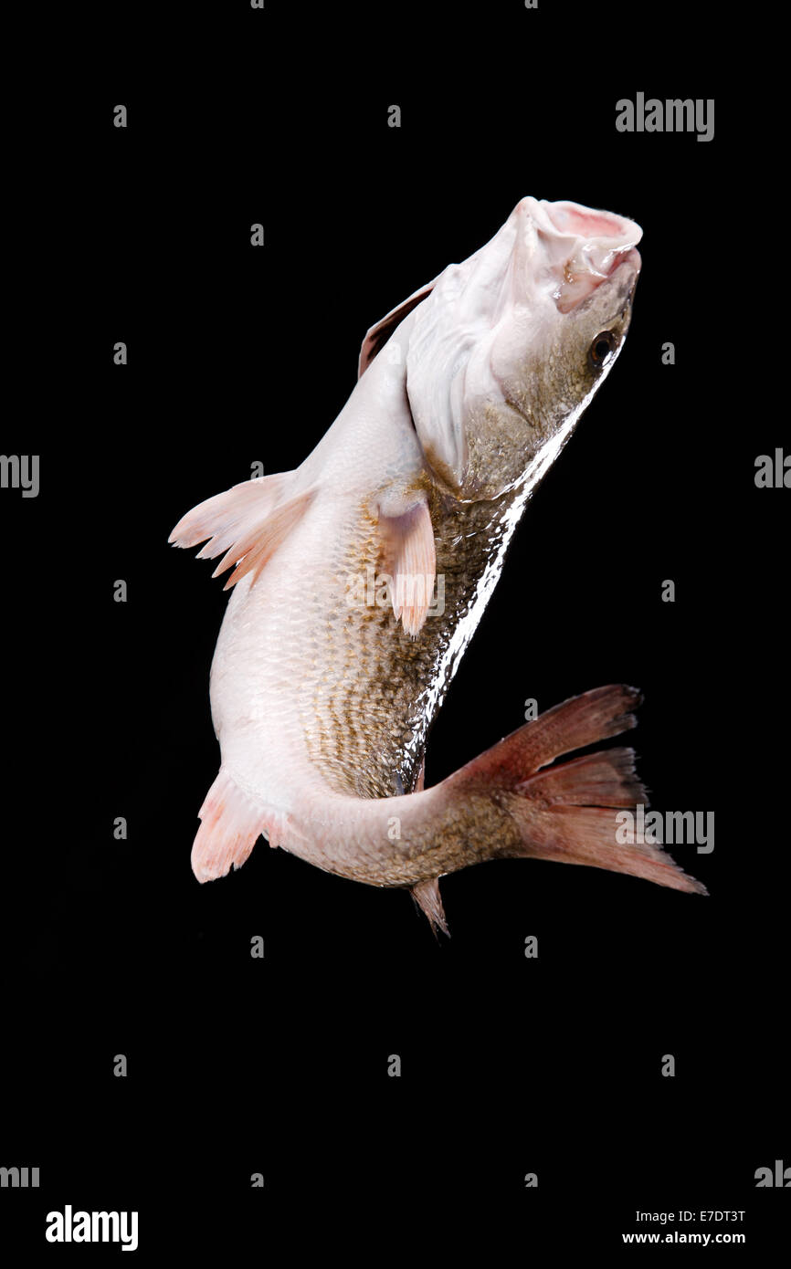Close-up of fish Stock Photo - Alamy