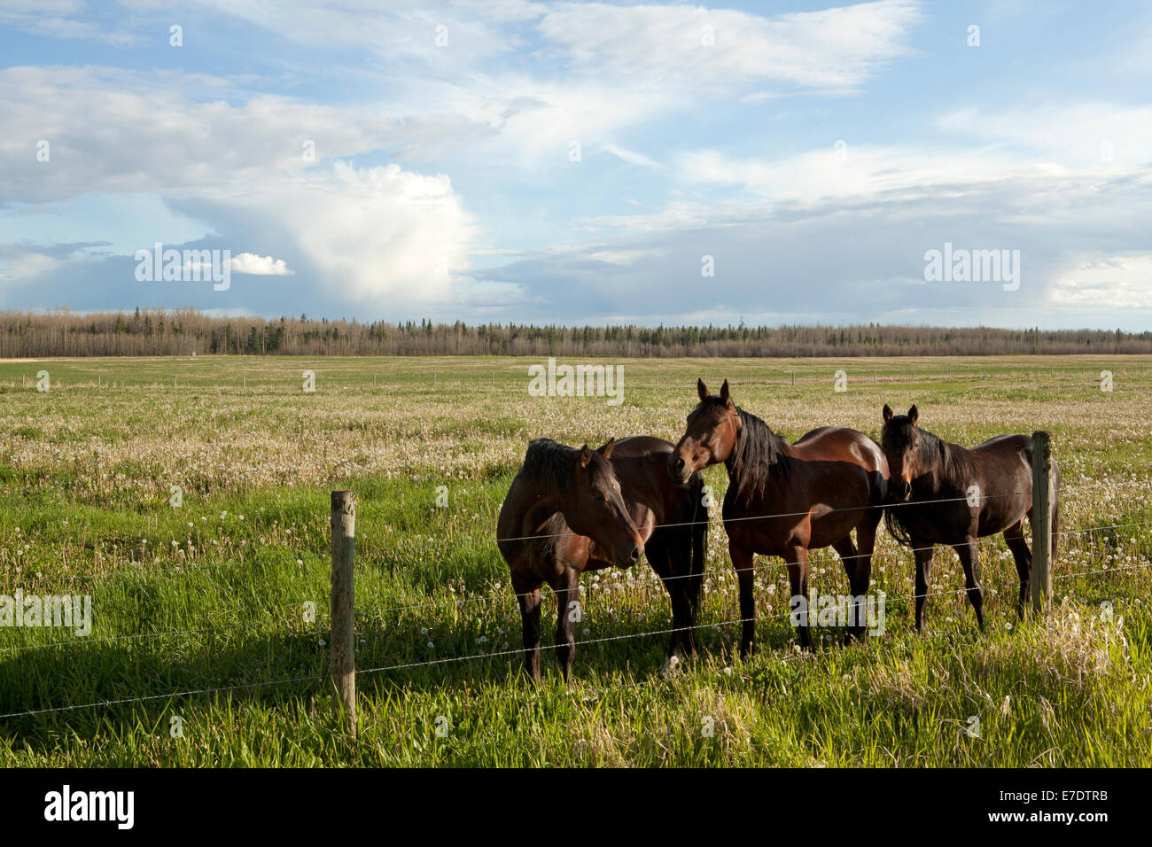 Farming in the Peace River country, Alberta Stock Photo - Alamy