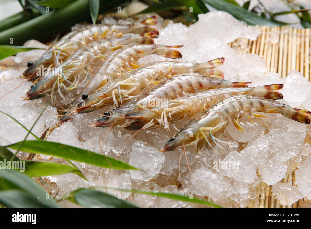 Close-up of shrimp Stock Photo - Alamy