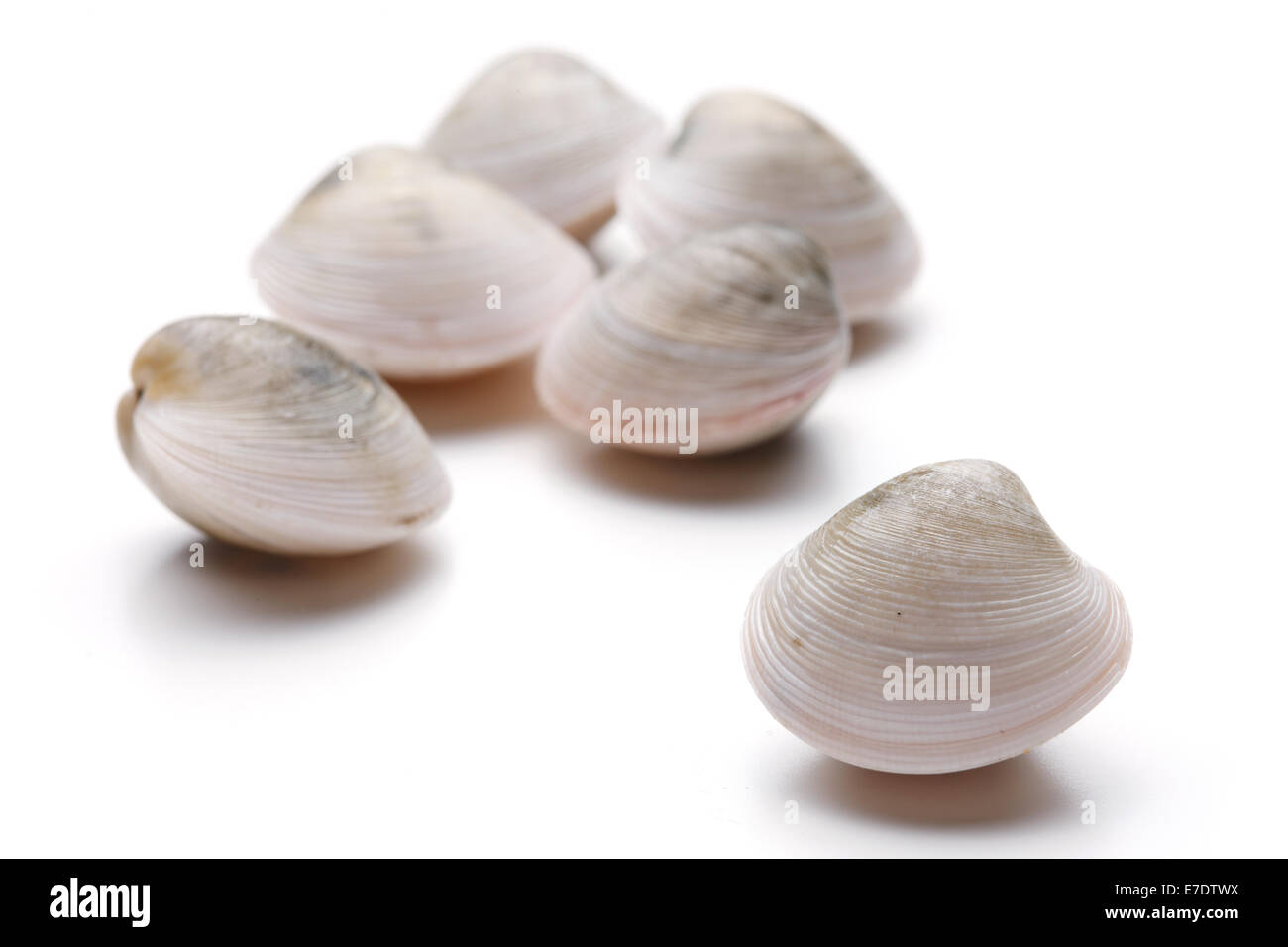 Clam shape Cut Out Stock Images & Pictures - Alamy