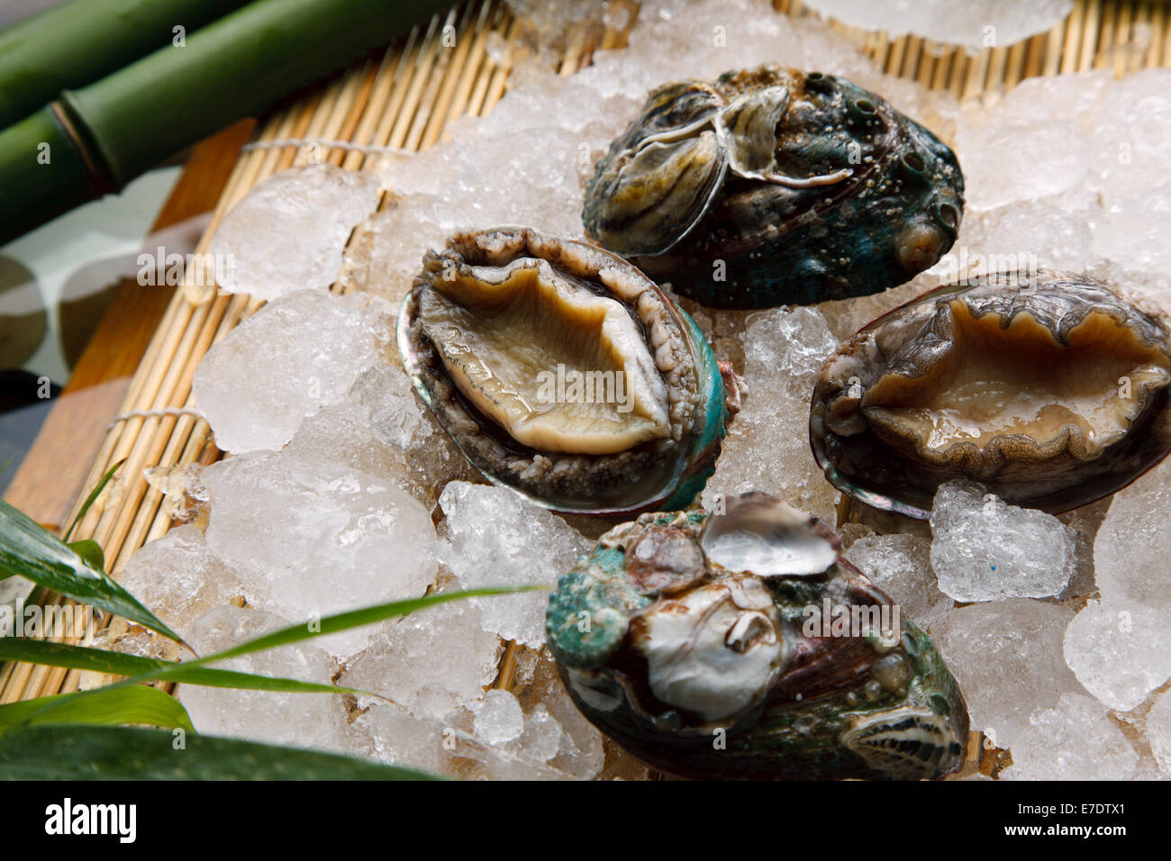 Abalone family hi-res stock photography and images - Alamy