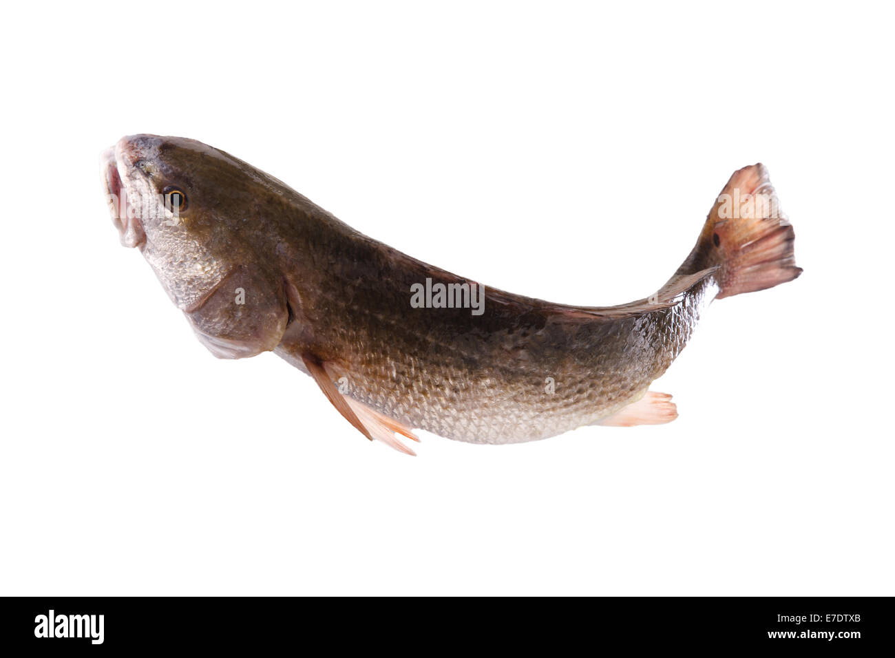 Close-up of fish Stock Photo - Alamy