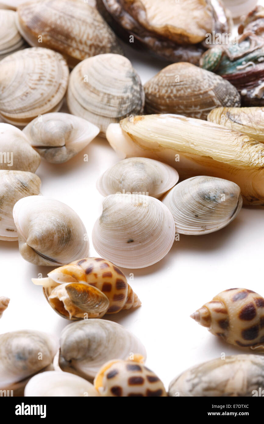 Clam shape hi-res stock photography and images - Alamy